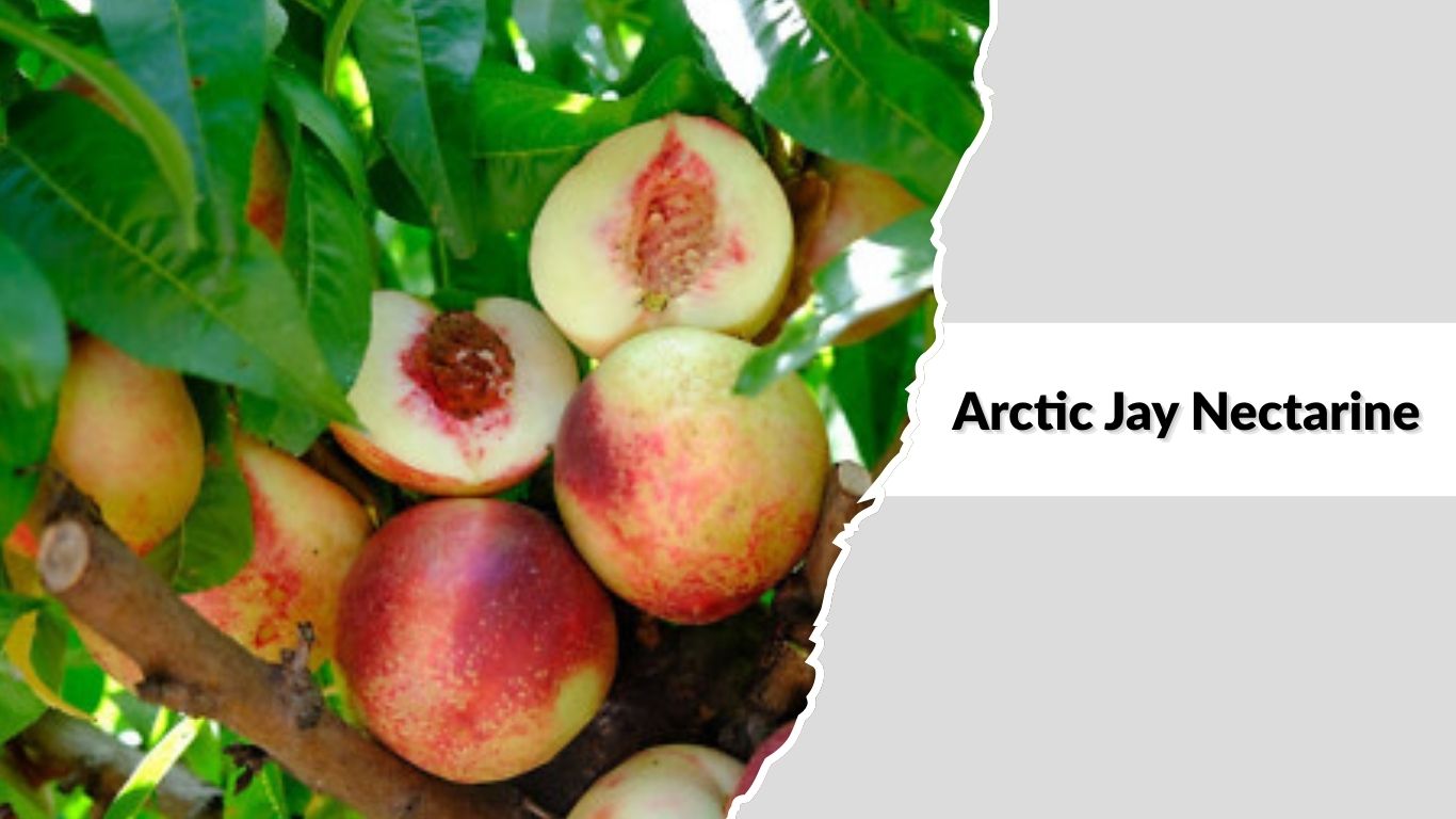 20 Types of Nectarine Fruit: Identification with Pictures