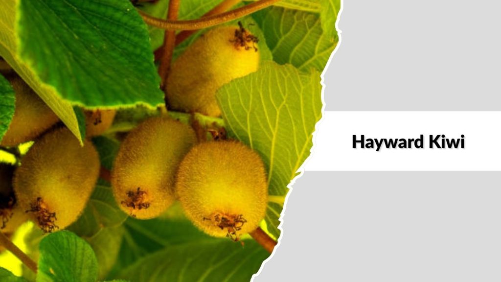 20 Types of Kiwi: Identification with Pictures