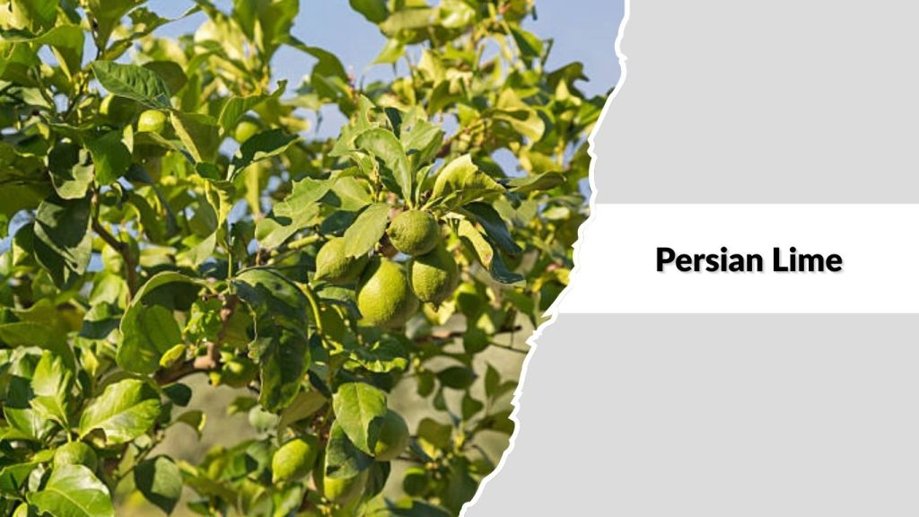 13 Types of Lime Tree: Species, Identification with Picture