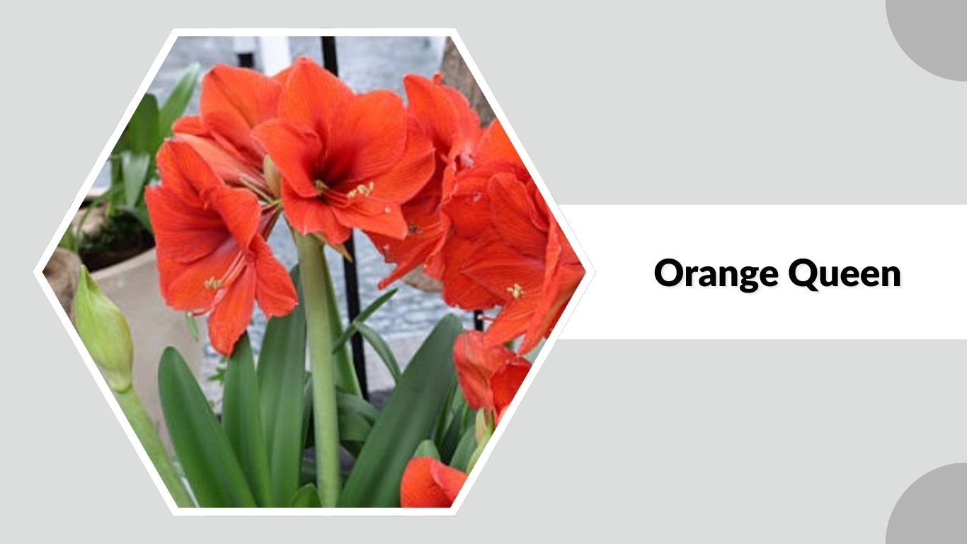 20 Common Types of Amaryllis Flower: Identification with Pictures