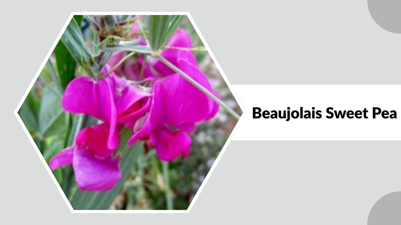 25 Types of Sweet Pea Flower: Identification with Picture