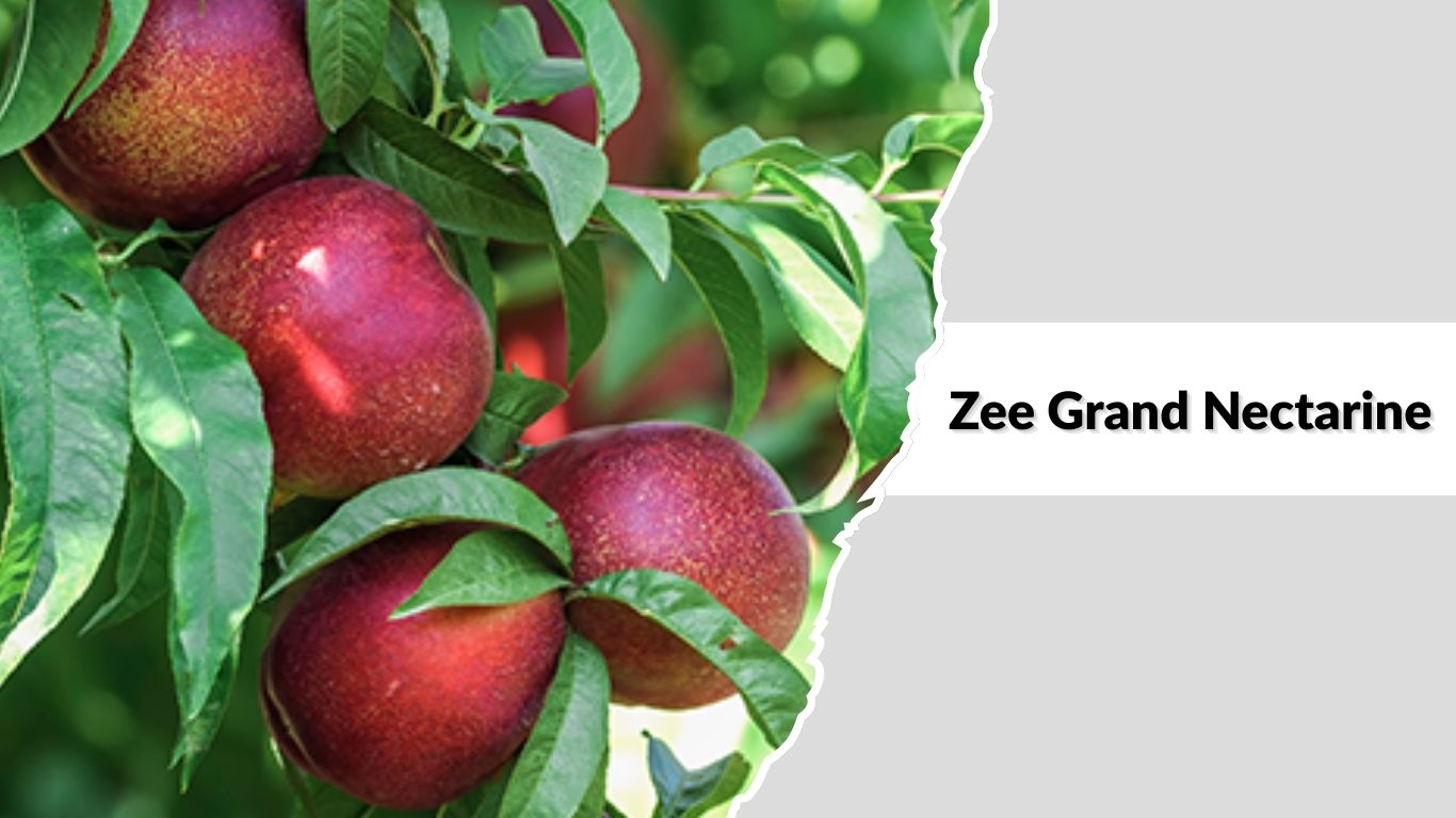 20 Types of Nectarine Fruit: Identification with Pictures