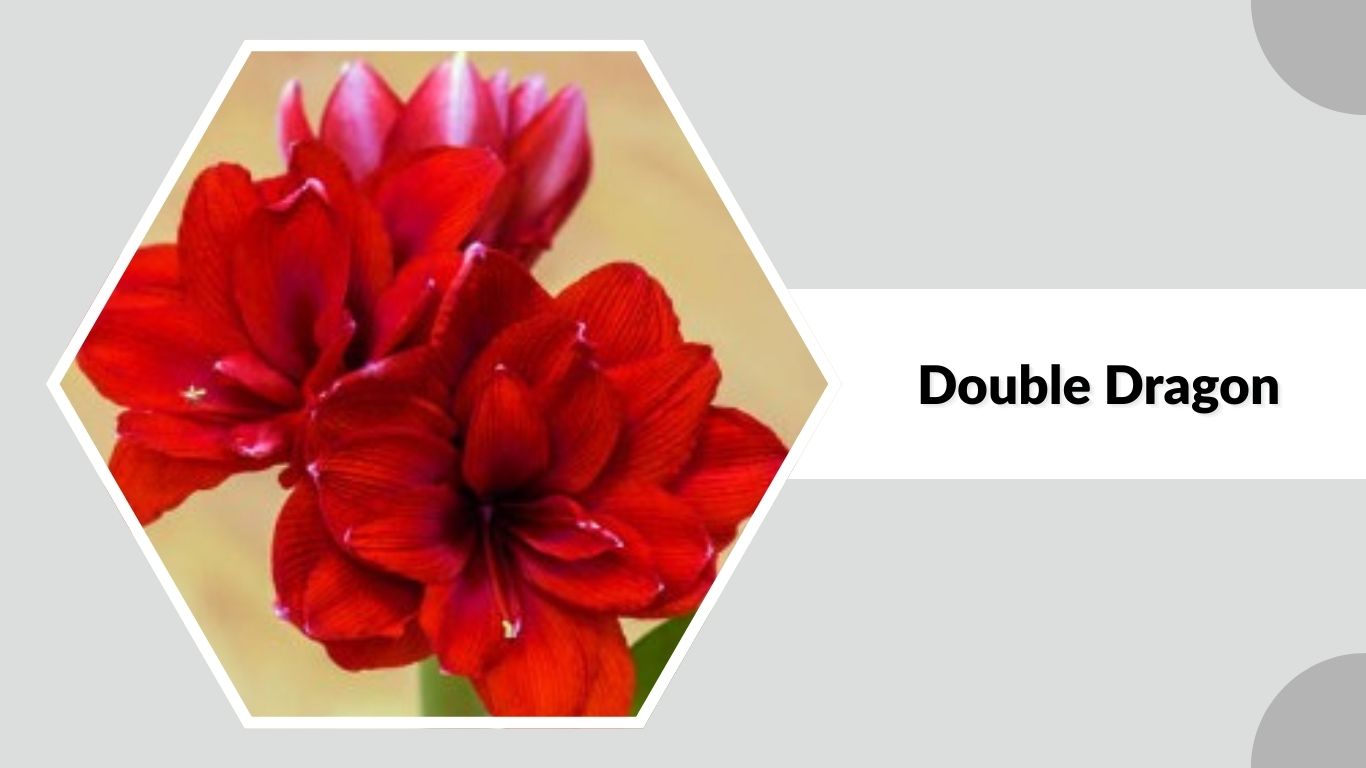 20 Common Types of Amaryllis Flower: Identification with Pictures