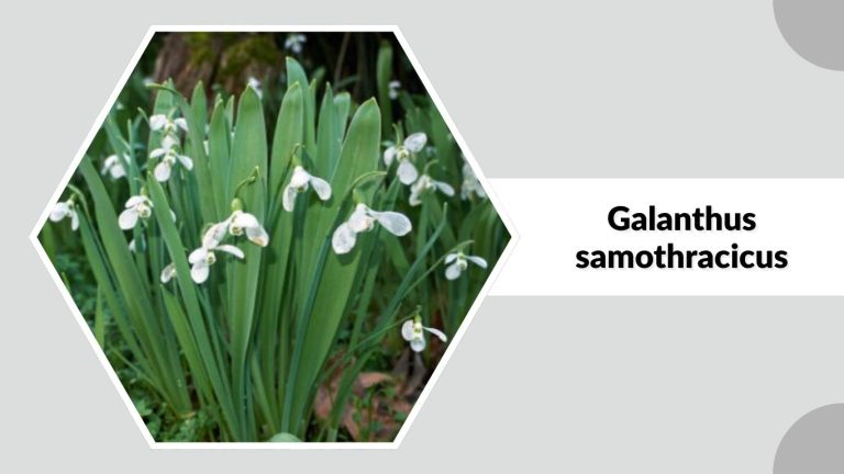 20 Types of Snowdrop (Galanthus): Identification with Pictures
