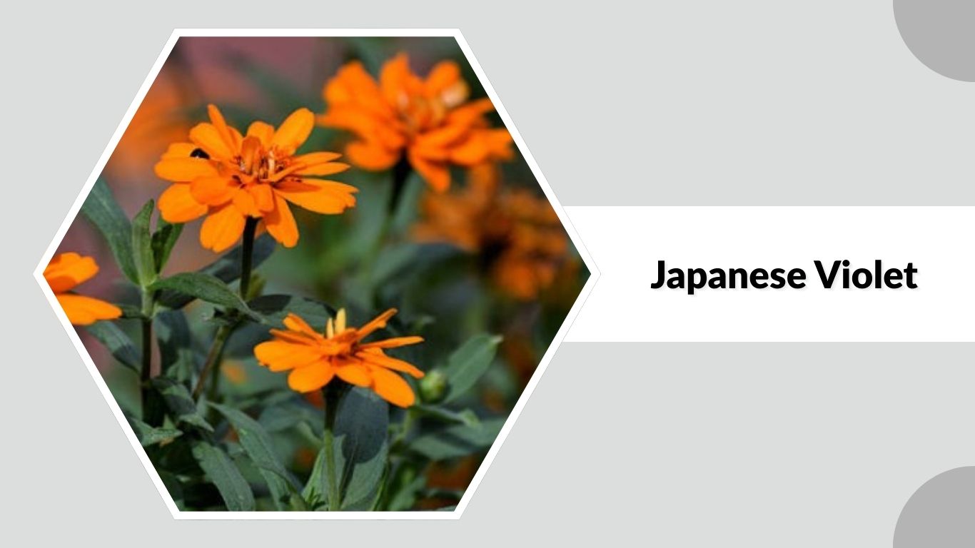 27 Types of Violet Flowers: Species Identification with Pictures