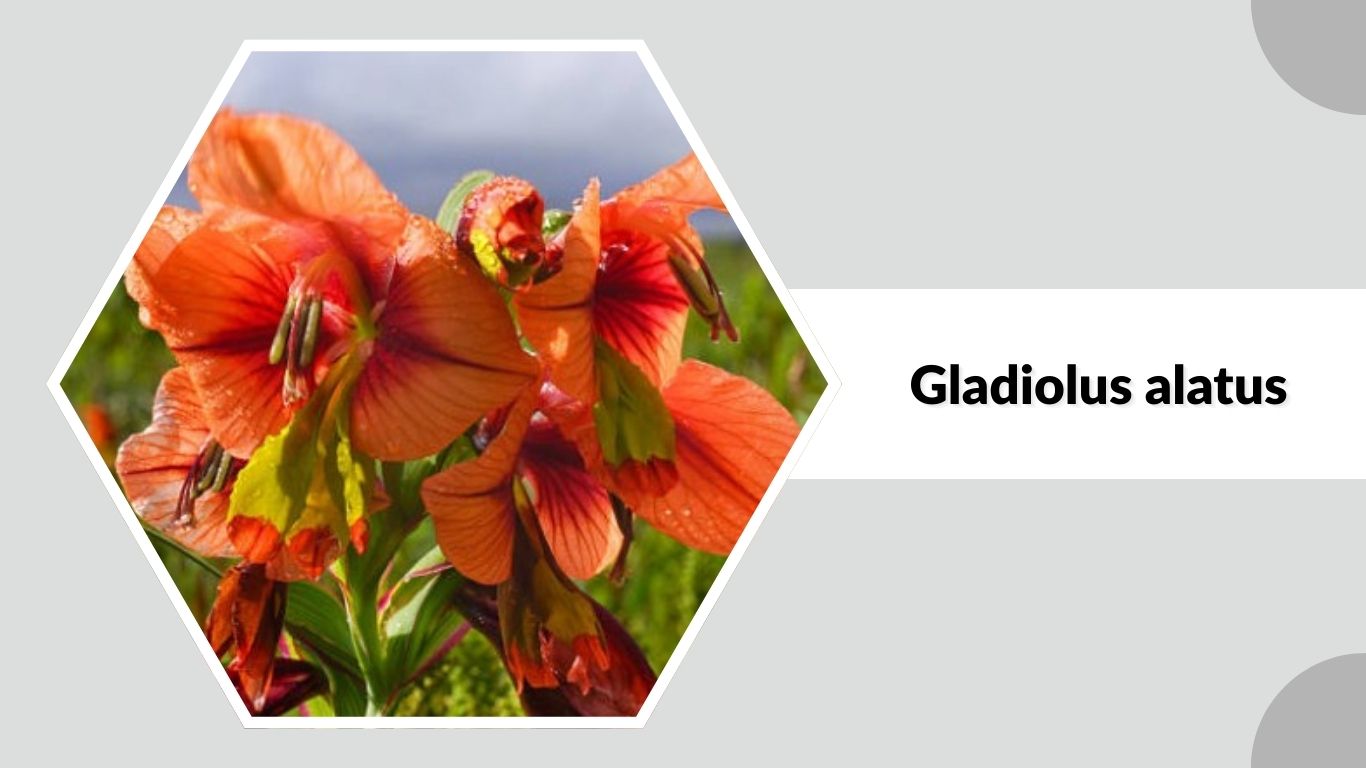 25 Types of Gladiolus Flower: Species Identification With Pictures