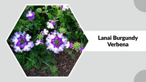 25 Types of Verbena Flower: Species Identification with Pictures