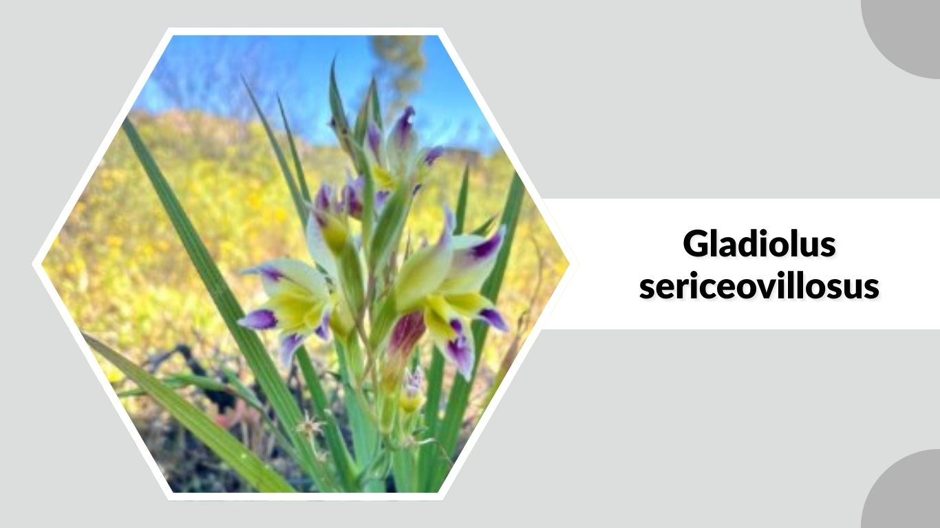 25 Types of Gladiolus Flower: Species Identification With Pictures