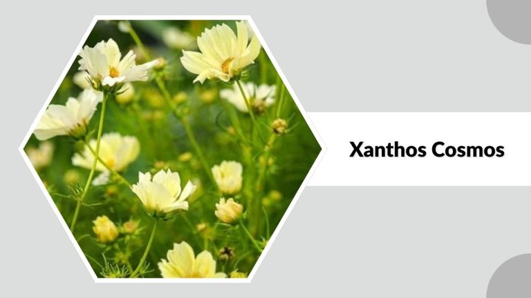 25 Types of Cosmos Flowers: Different Species ID with Pictures