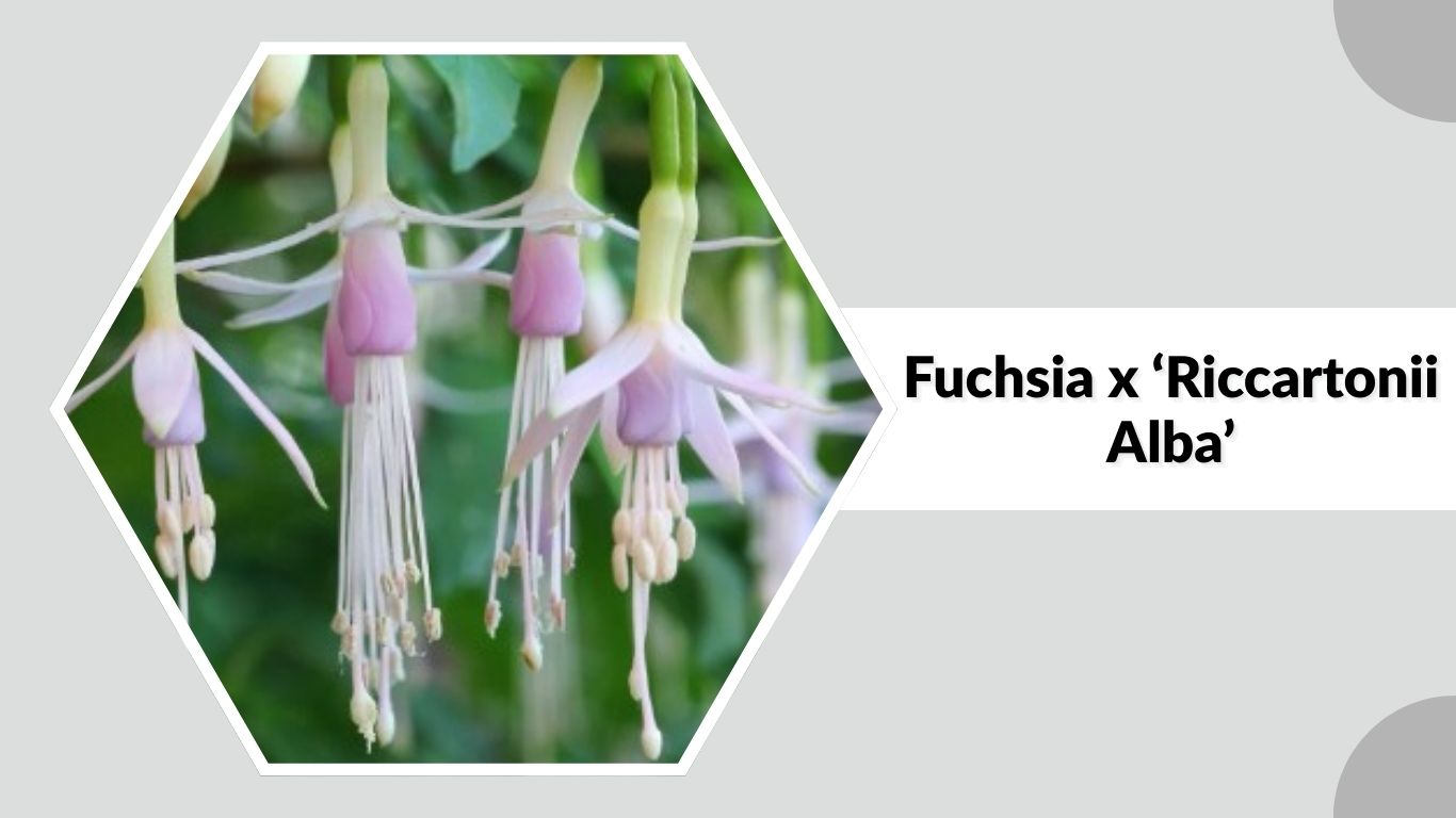 26 Common Types of Fuchsia Flowers: Identification with Pictures