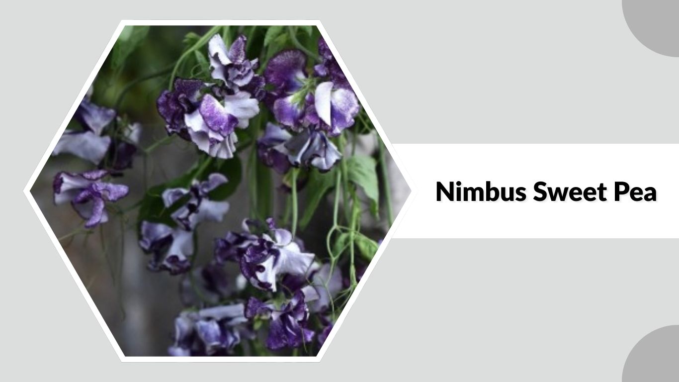 25 Types of Sweet Pea Flower: Identification with Picture