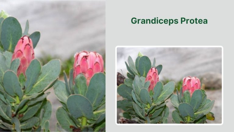 25 Types of Protea Flowers: Species Identification with Pictures