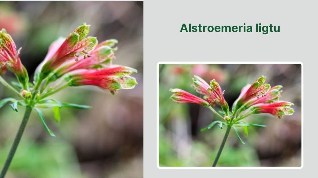 25 Types of Alstroemeria Flowers: Color Patterns, Blooming Season, ID ...