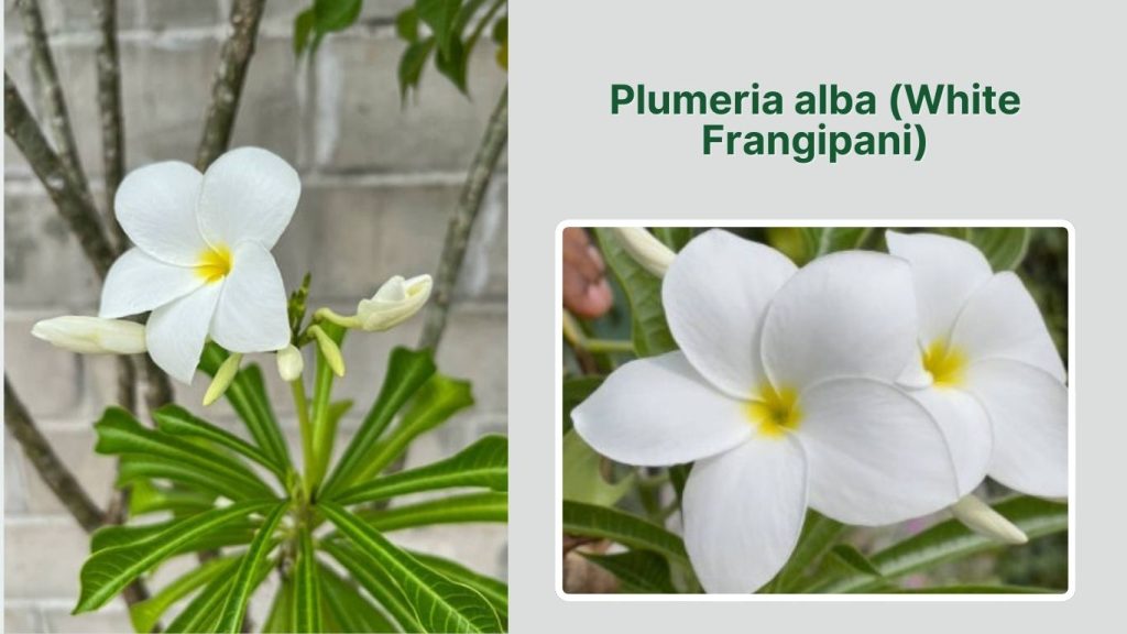 8 Types of Plumeria Flower: Identification with Pictures