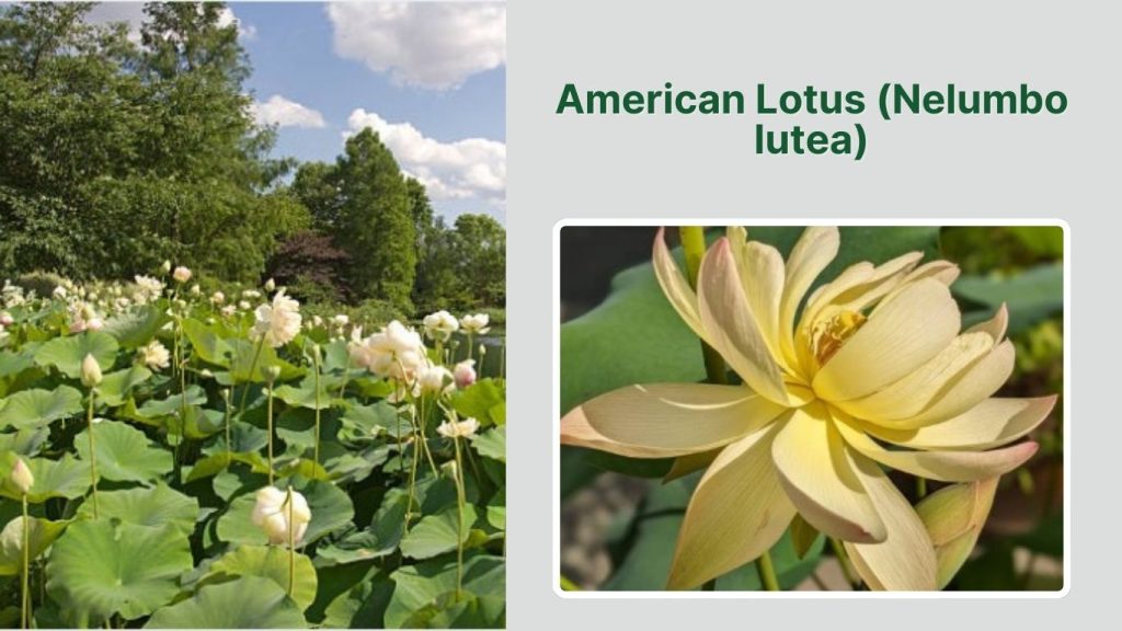 27 Common Types of Lotus Flower Tree: Identification with Picture