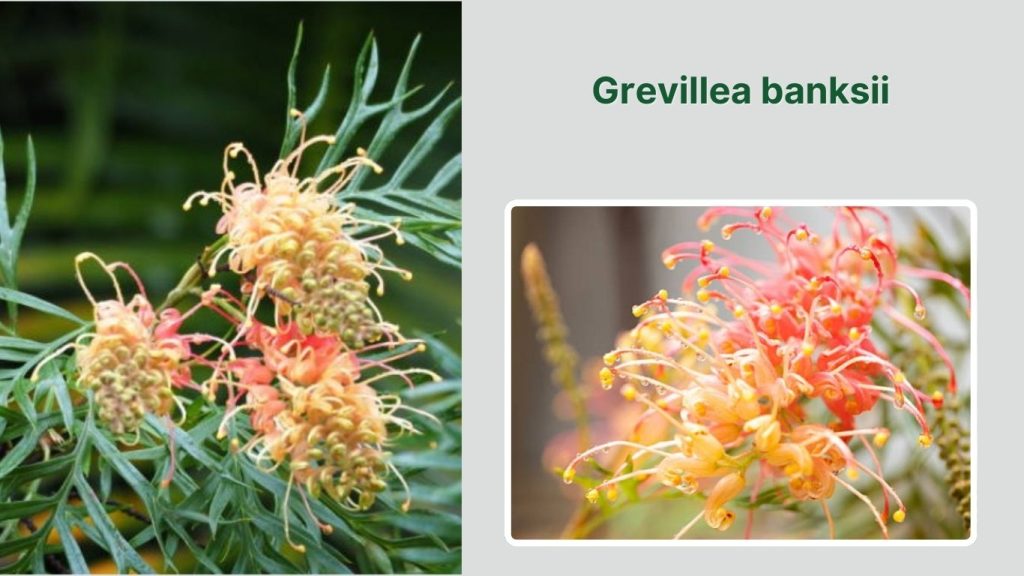 21 Types of Grevillea Flower: Identification with Picture