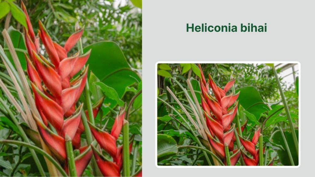 15 Types of Heliconia Flowers: Different Species Identification with ...