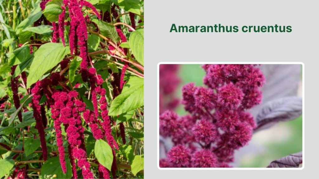 15 Types of Amaranth Flower: Identification with Picture