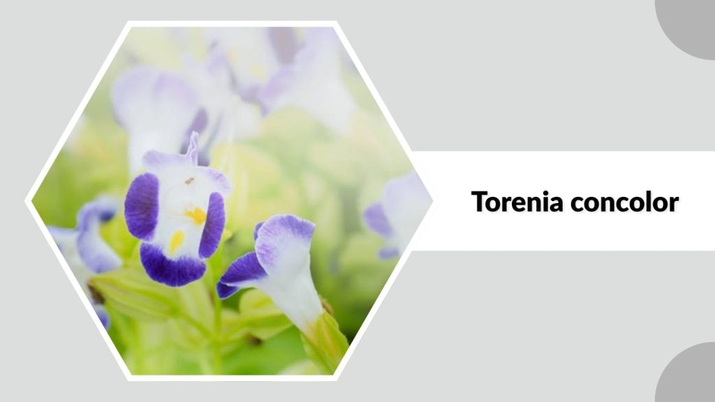 12 Types of Torenia: Identification with Picture