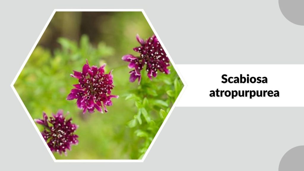 25 Common Types of Scabiosa Flower: Identification with Picture