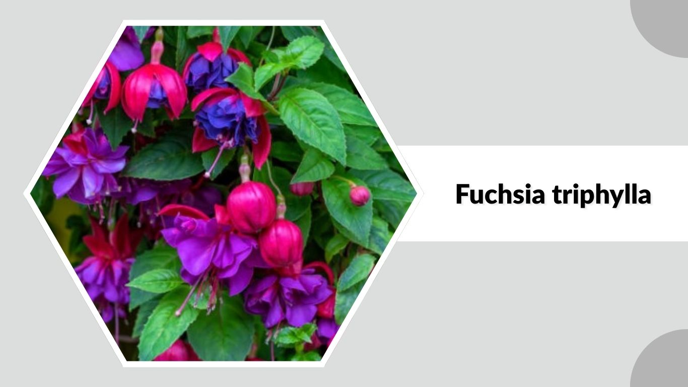 26 Common Types of Fuchsia Flowers: Identification with Pictures