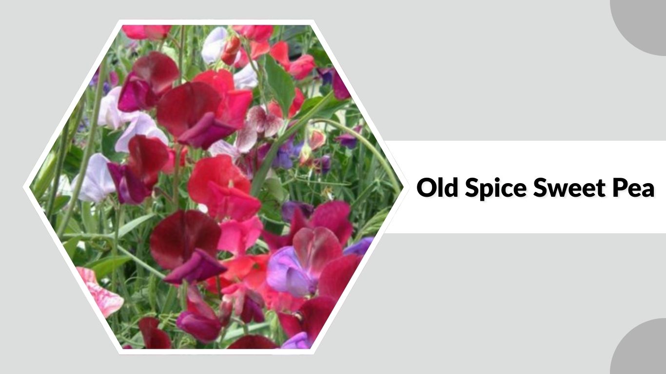 25 Types of Sweet Pea Flower: Identification with Picture