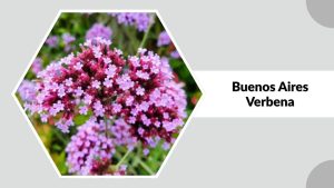 25 Types of Verbena Flower: Species Identification with Pictures