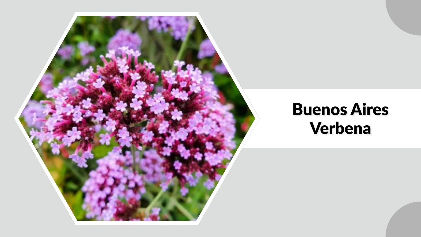 25 Types of Verbena Flower: Species Identification with Pictures