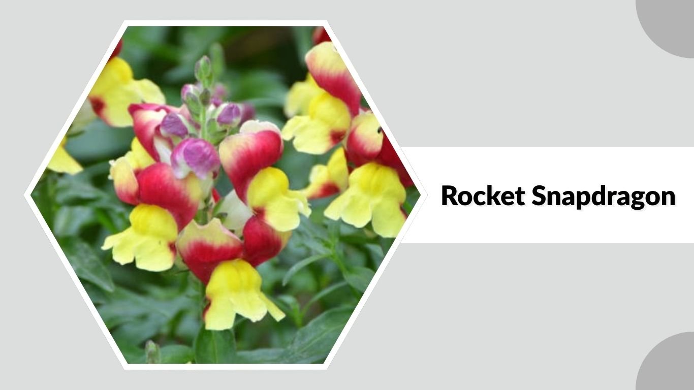 20 Types of Snapdragon Flower: Identification with Pictures