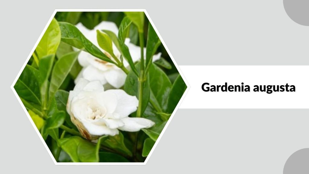 25 Types of Gardenia Flower: Different Species ID with Pictures