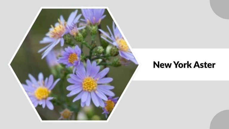 27 Types of Aster Flowers: Different Species ID with Pictures