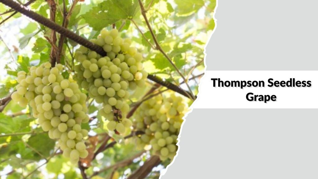 25 Common Types of Grape Tree: Identification with Pictures