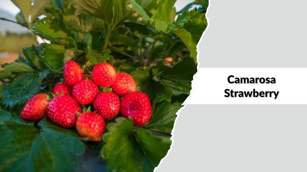 15 Types of Strawberry: Identification with Pictures