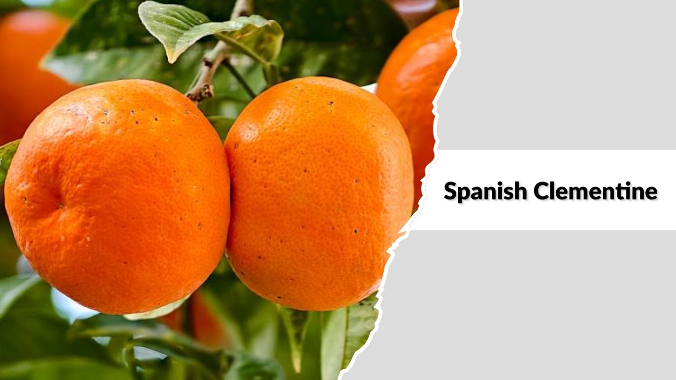 15 Types of Clementine Fruit: Species, Identification with Picture