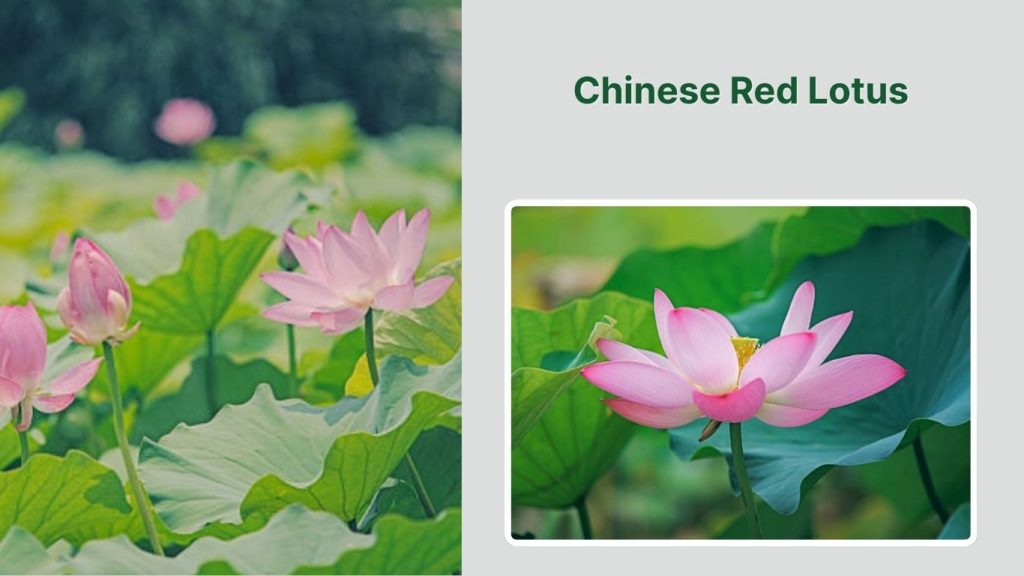 27 Common Types of Lotus Flower Tree: Identification with Picture