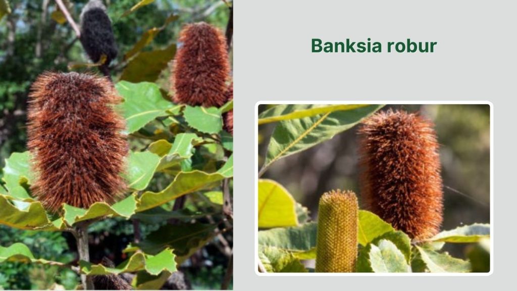 19 Types of Banksia Flowers: Identification with Picture