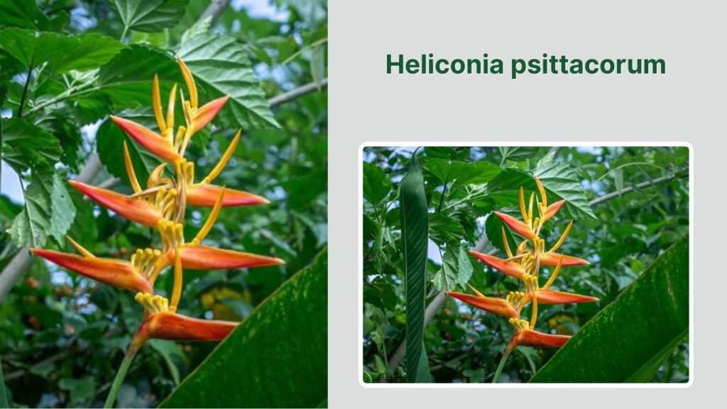 15 Types of Heliconia Flowers: Different Species Identification with ...