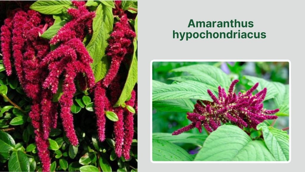 15 Types of Amaranth Flower: Identification with Picture