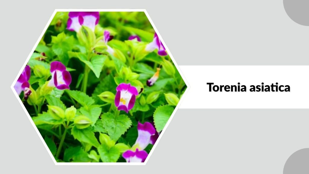 12 Types of Torenia: Identification with Picture