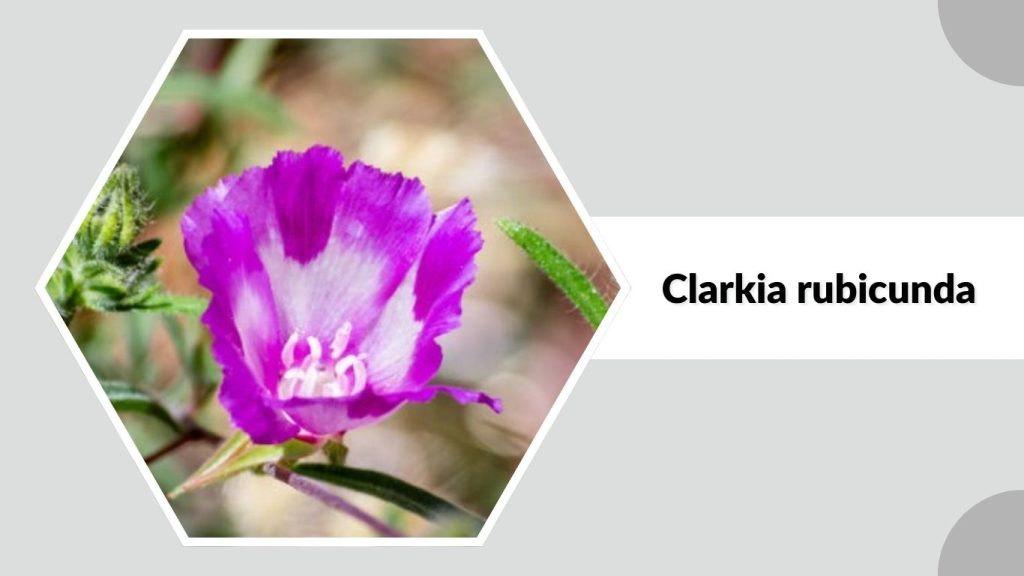 12 Types of Clarkia: Species Identification with Pictures