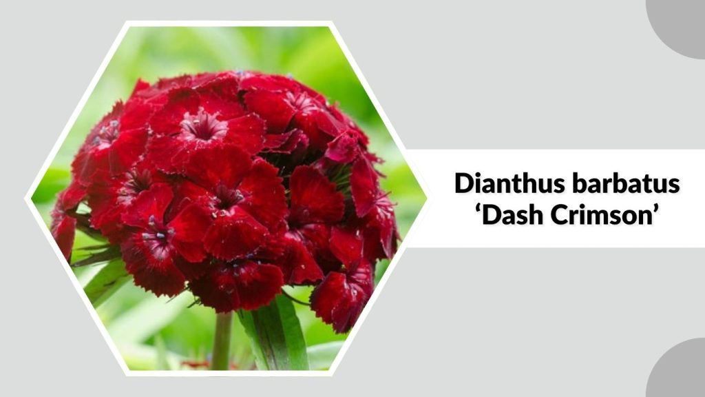 15 Types of Sweet William Flowers: Species Identification with Pictures