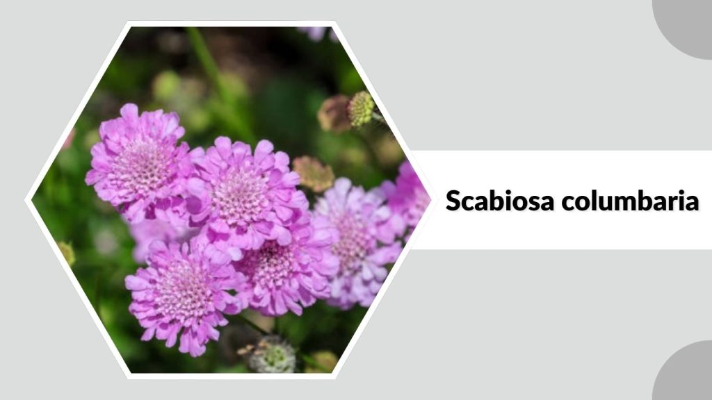 25 Common Types of Scabiosa Flower: Identification with Picture