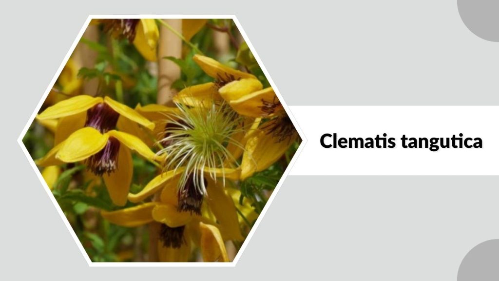17 Common Types of Clematis Flower: Identification with Pictures