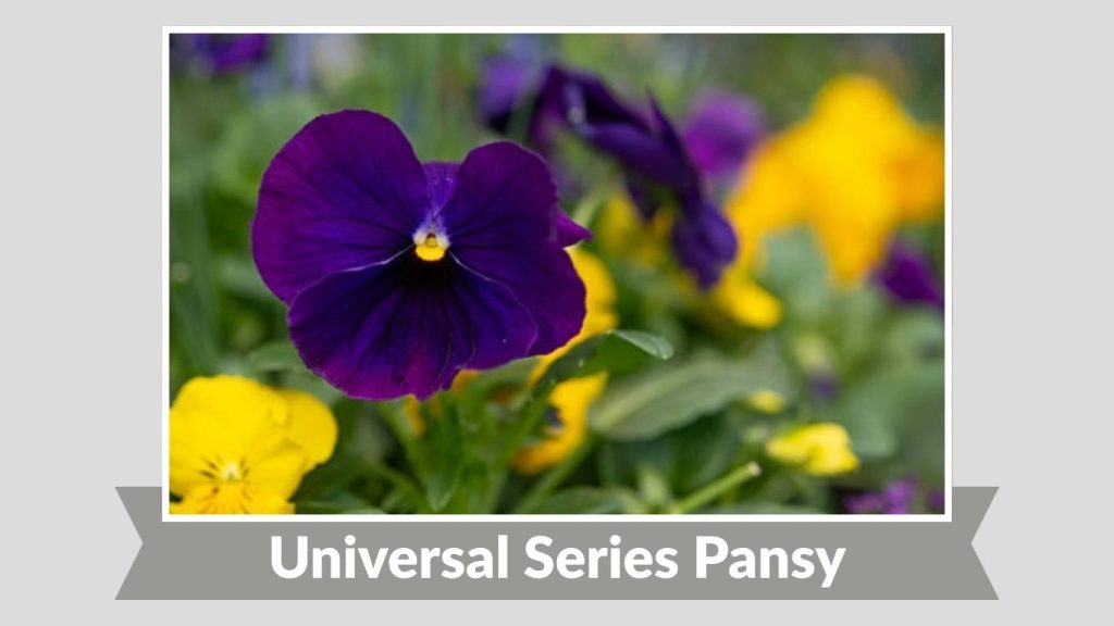 20 Types of Pansy Flowers: Species Identification with Pictures