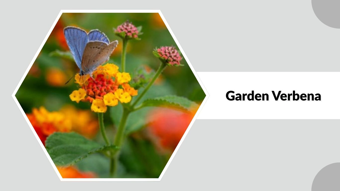 25 Types of Verbena Flower: Species Identification with Pictures