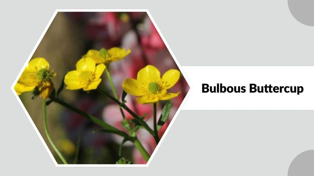 15 Common Types of Buttercup Flowers: Different Species ID with Pictures