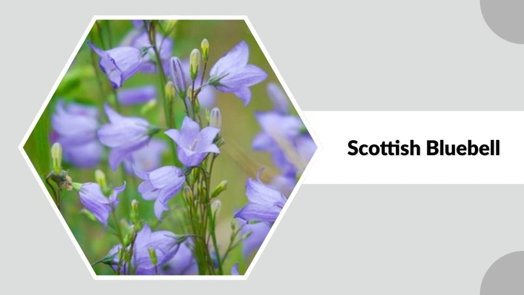 12 Types of Bluebell Flowers: Different Species ID with Pictures