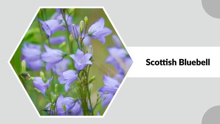 12 Types of Bluebell Flowers: Different Species ID with Pictures