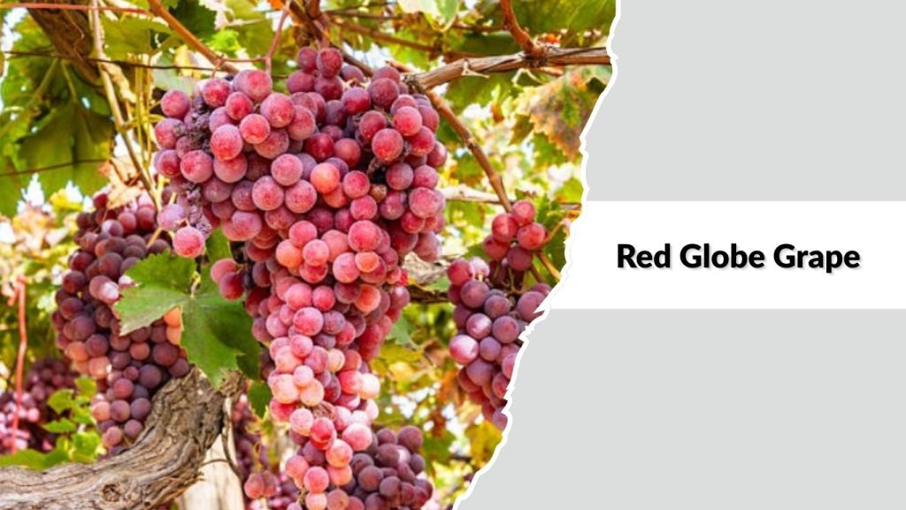 25 Common Types of Grape Tree: Identification with Pictures