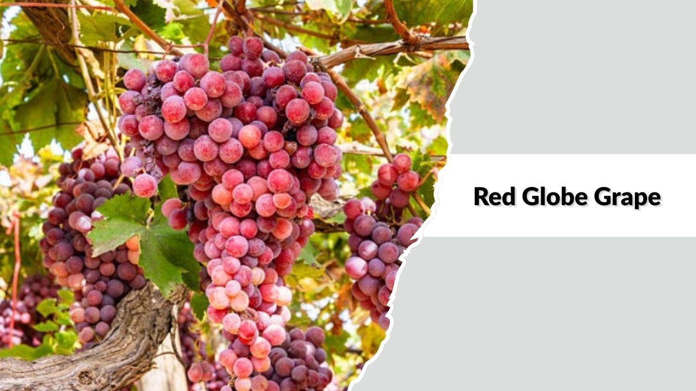25 Common Types of Grape Tree: Identification with Pictures
